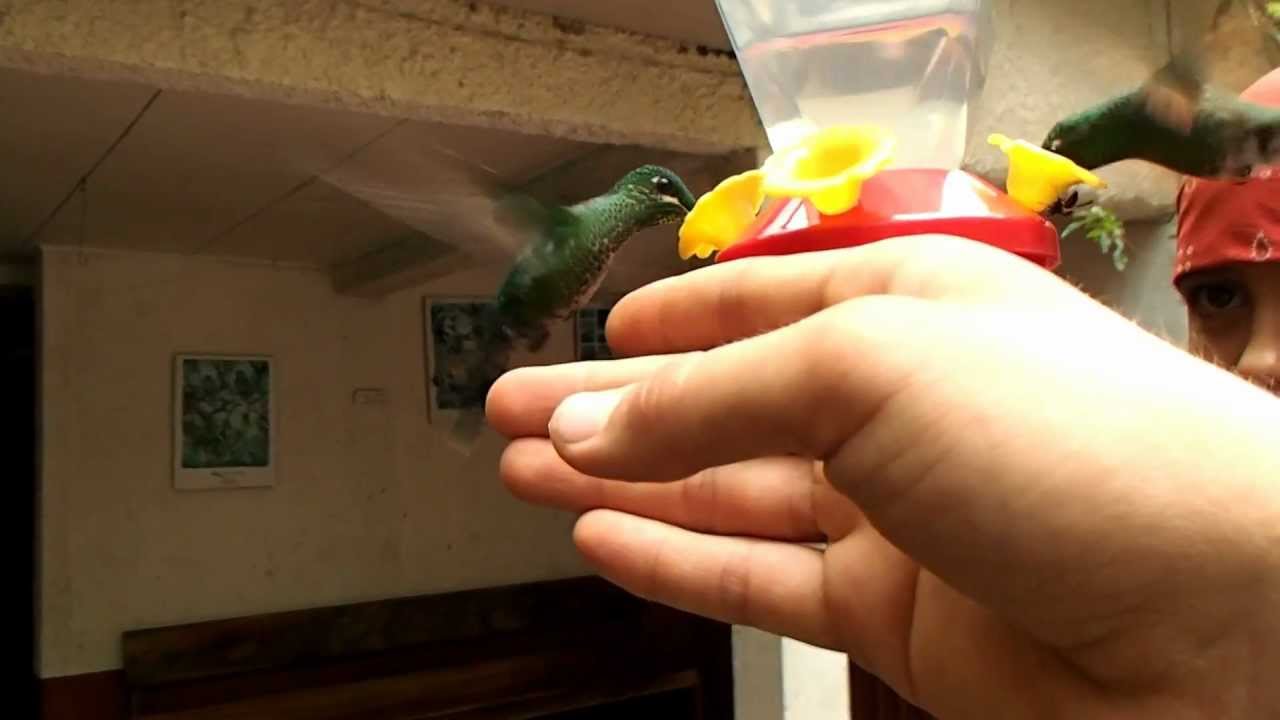 Hummingbirds landing on my finger in Monteverde, Costa Rica - YouTube