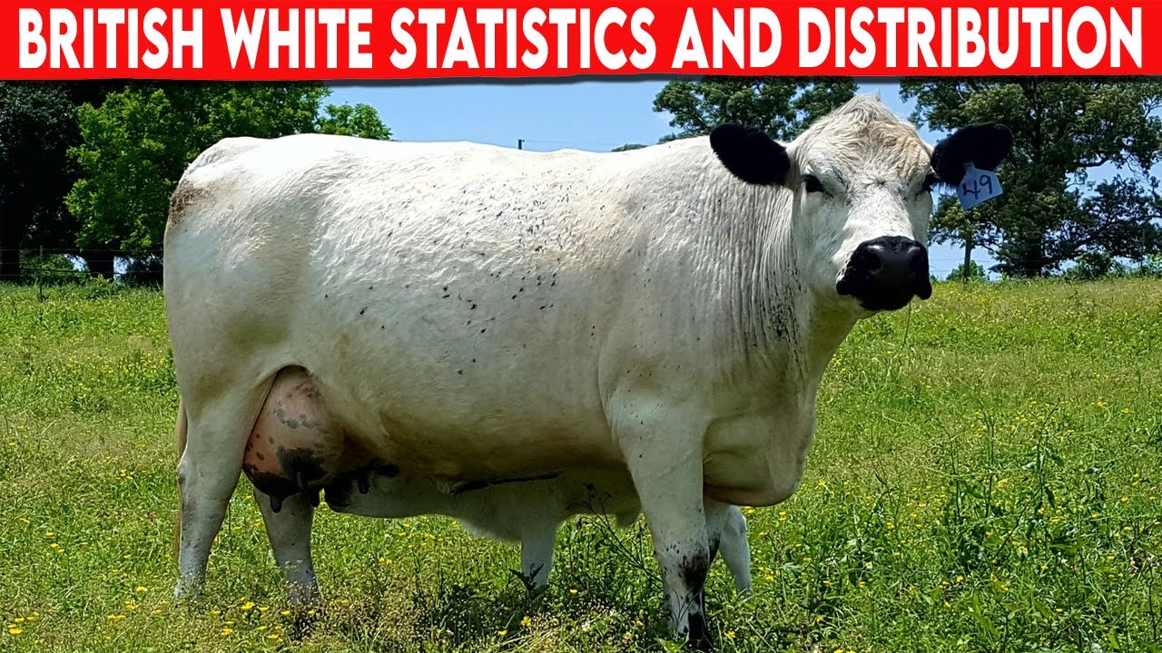 ⭕ Cattle Breeds British White Statistics and Distribution British White ...