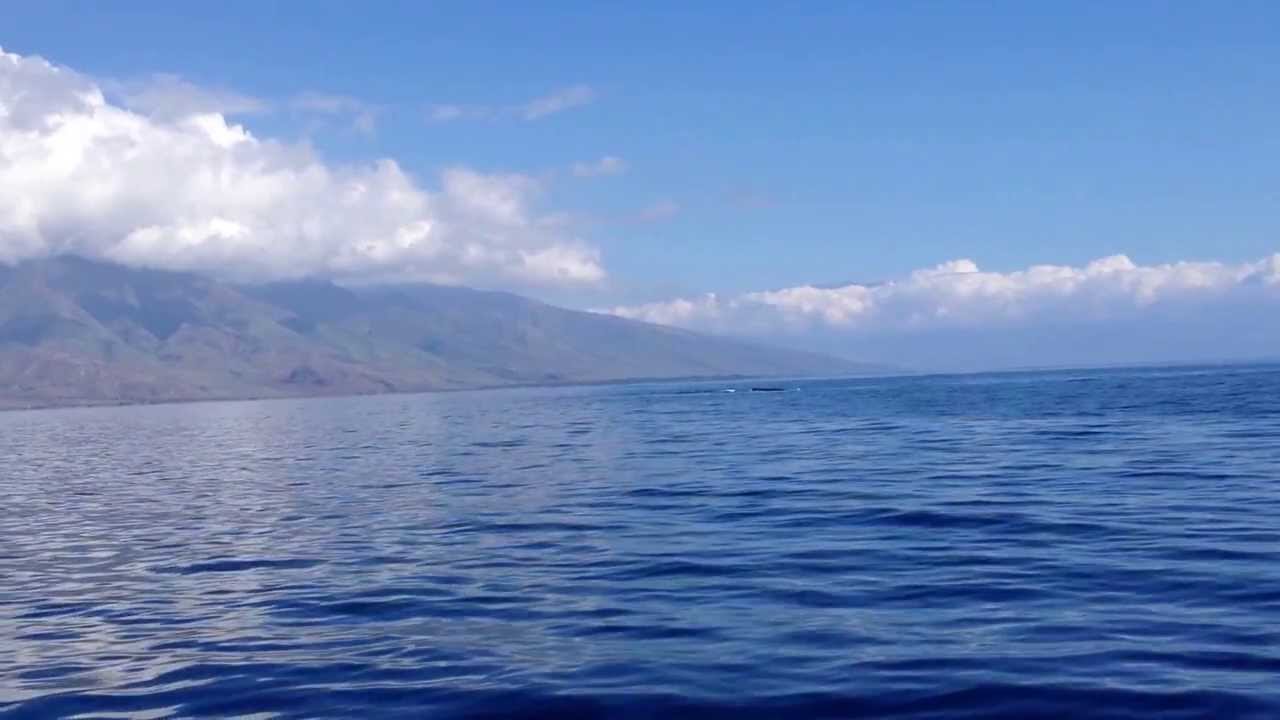 Whale waving 'Hi' - YouTube