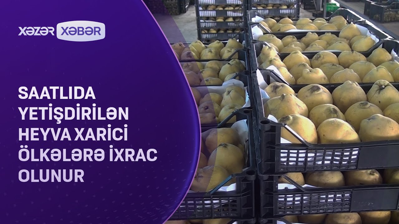 Saatlıda yetişdirilən heyva xarici ölkələrə ixrac olunur - YouTube