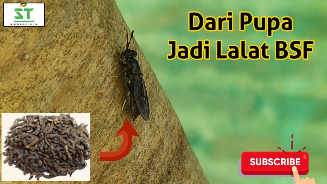 Cara Menjadikan Prepupa Menjadi Lalat BSF - YouTube