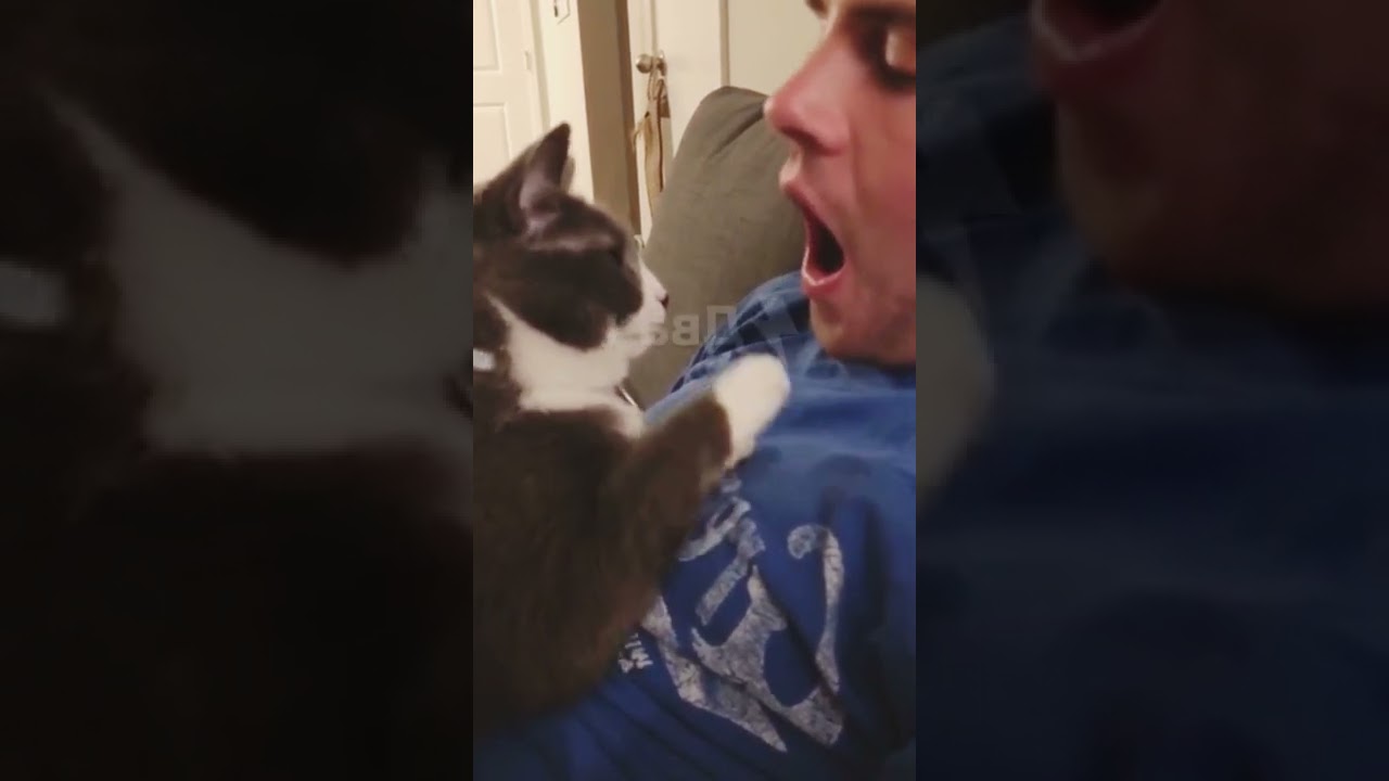 Sweet Cats Shorts 4 Youtube