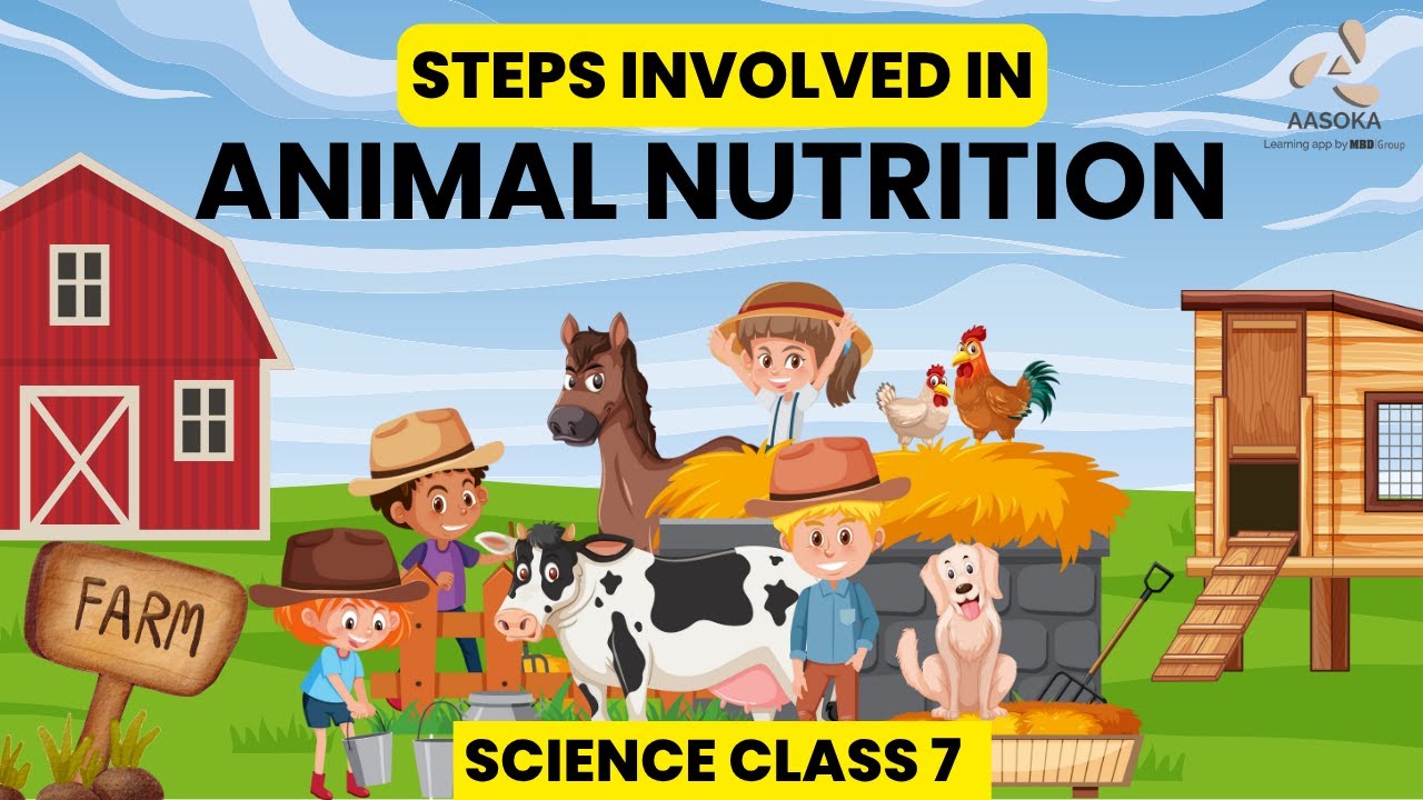 Steps Involved in Animal Nutrition | Nutrition in Animals | Science ...
