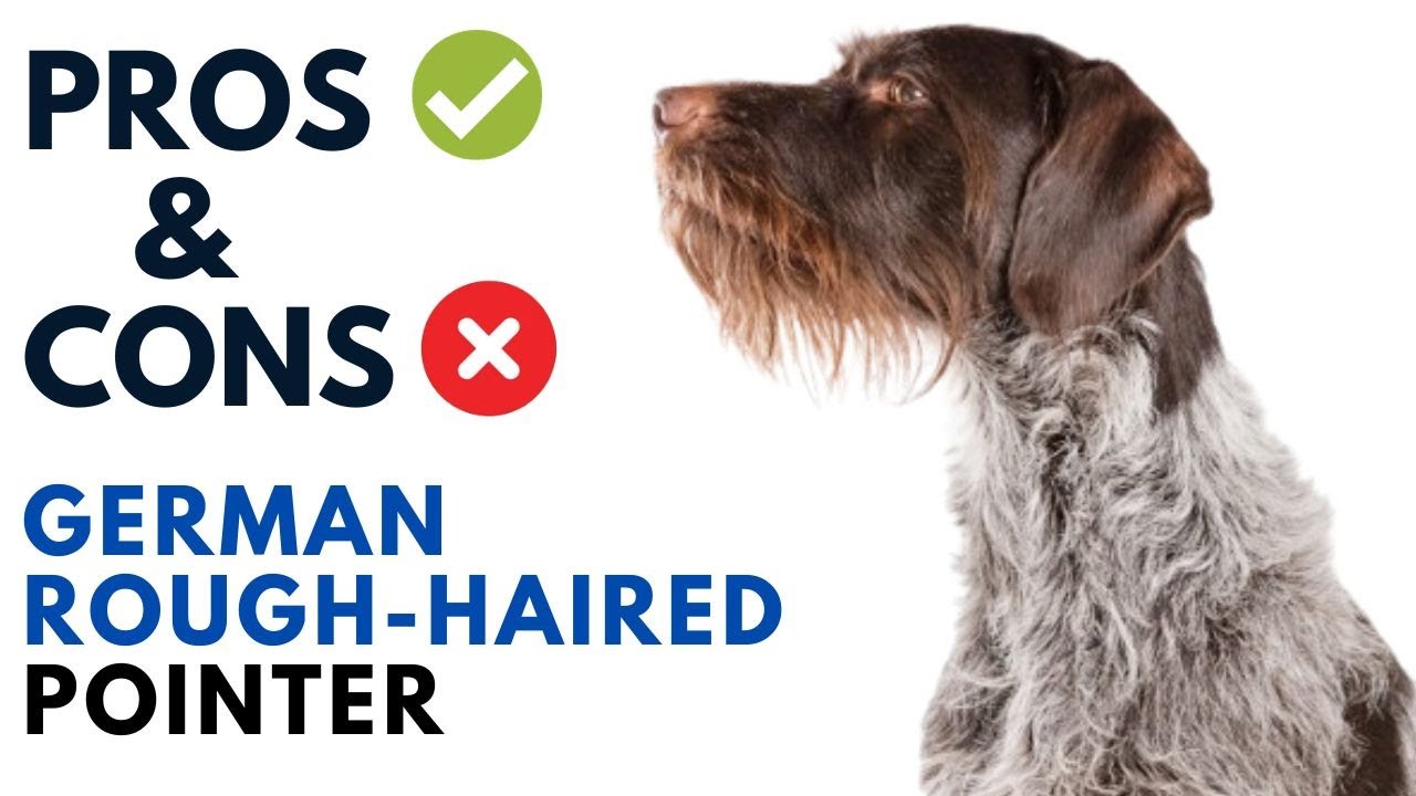 German Rough Haired Pointer Pros and Cons | Deutsch Stichelhaar Advantages and Disadvantages ...