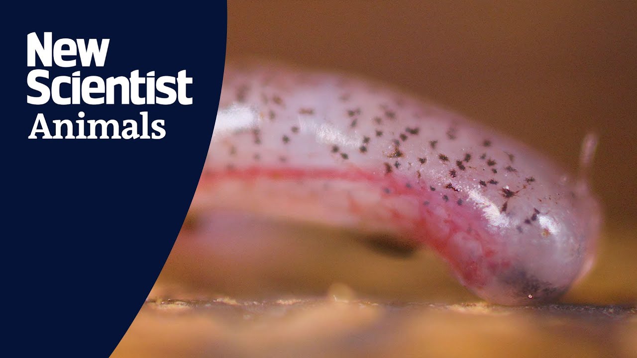 Salamanders fill their toes with blood before each step - YouTube