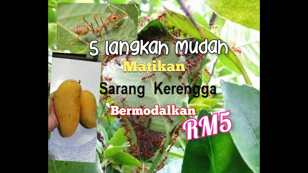 5 Langkah Mudah Mematikan Kerengga Pada Pokok Mempelam - YouTube