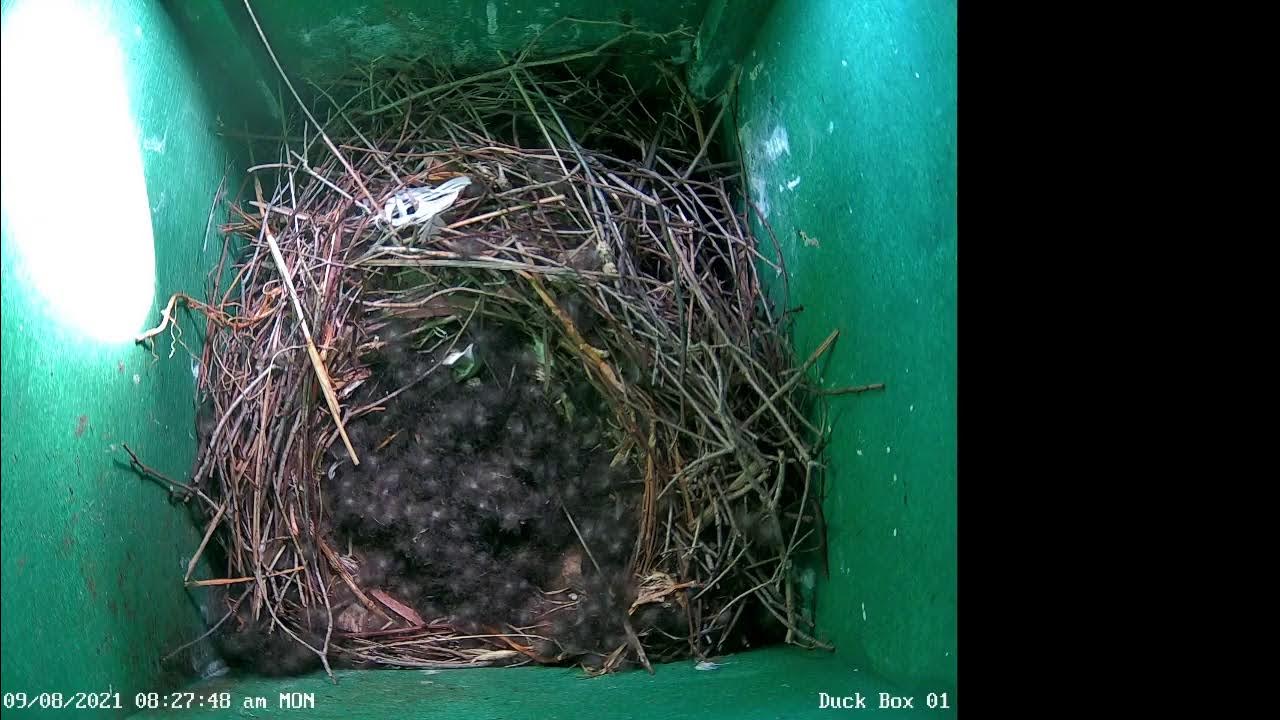 We have Ducklings! Chestnut Teal Box | BirdSpyAus - YouTube