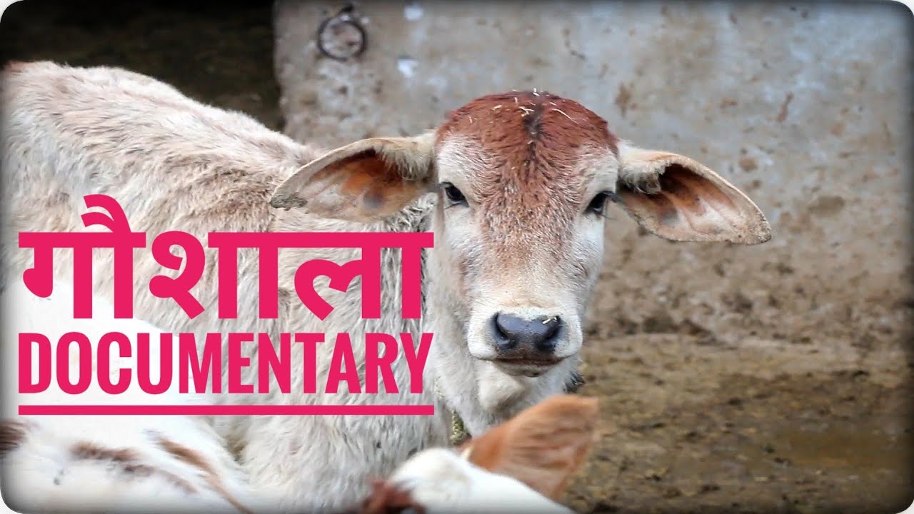 Gaushala Documentary 2021 | Goshala गौशाला । Shri Gavardhan Gaushala ...