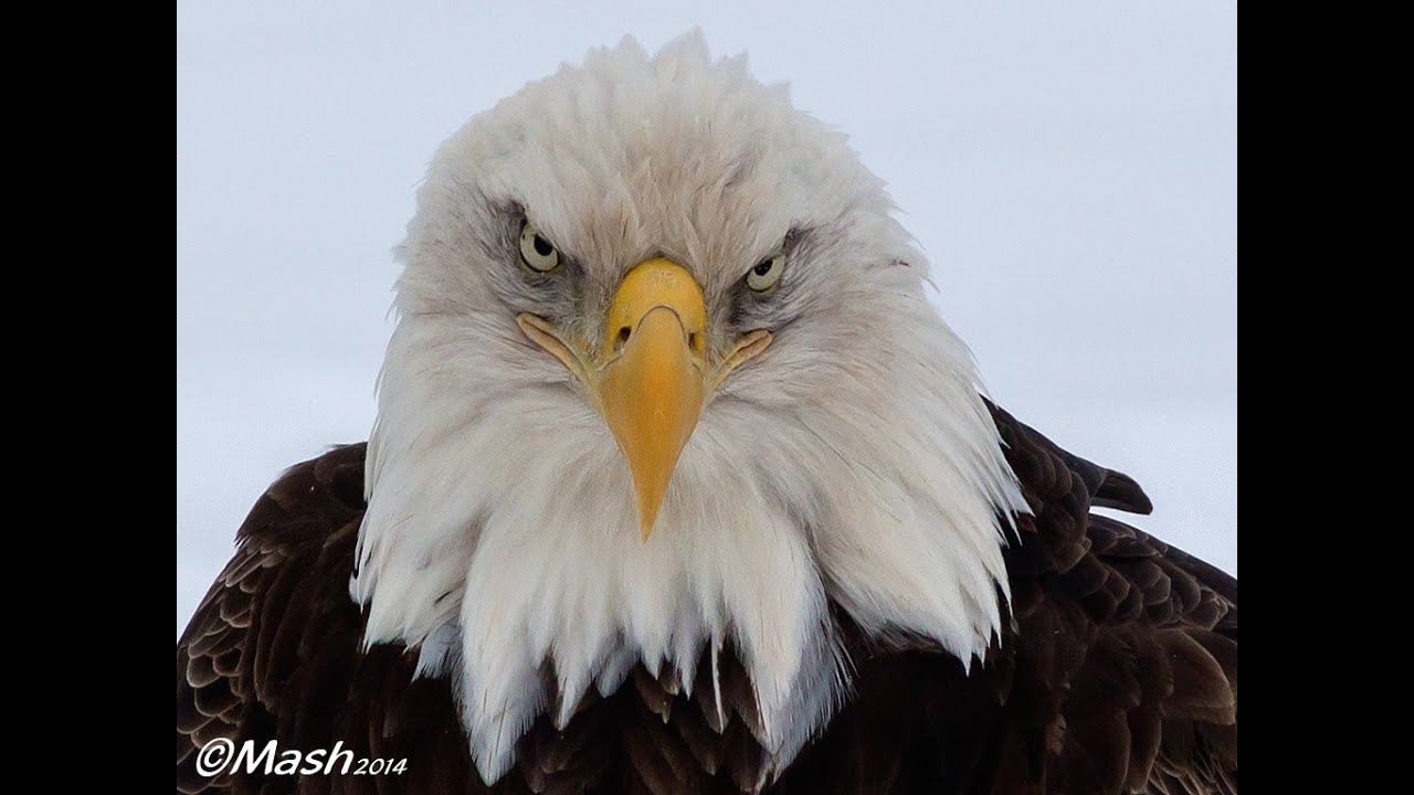 Wildlife Canada Bald Eagle Photography... - YouTube