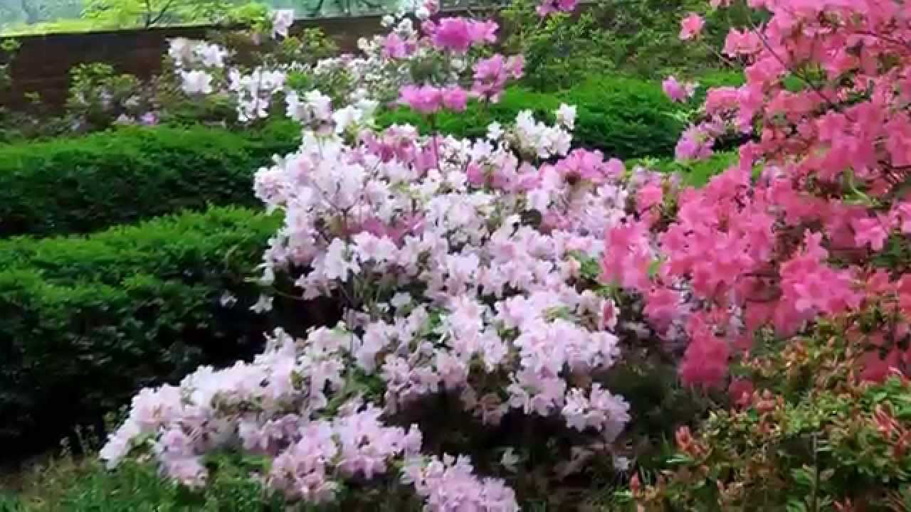 Azalea Video 2014 - At The National Arboretum - Washington DC - 5/9 ...
