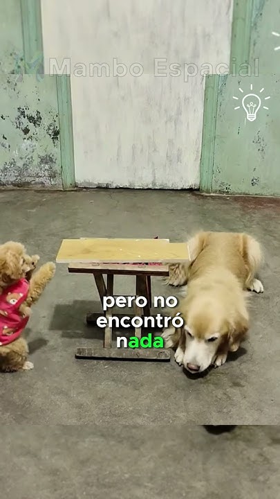 Esta madre roba pollo para alimentar a su cria! 🥺 ️ - YouTube