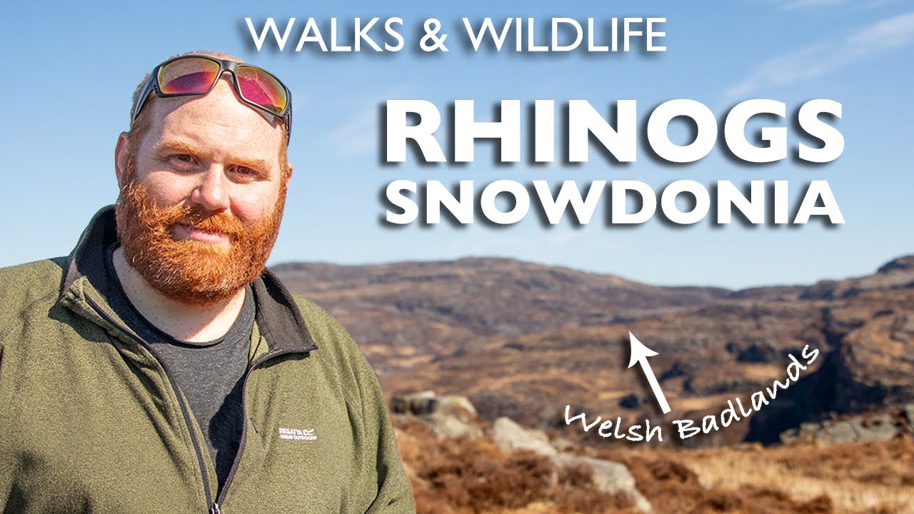 Discover the Wildlife of Snowdonia's Rhinogs | Lichens, Birds, Goats ...