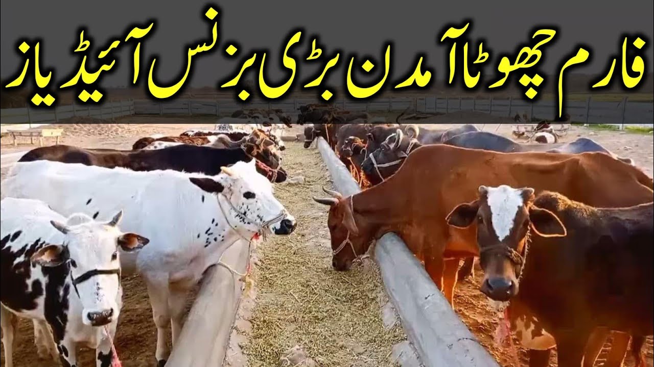 Australia cow, buffalos, bull's, farm chakwal Pakistan Cattle Farm ...