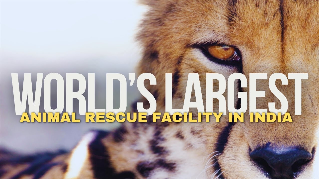 Anant Ambani's Vision: Building the World's Largest Animal Rescue and ...