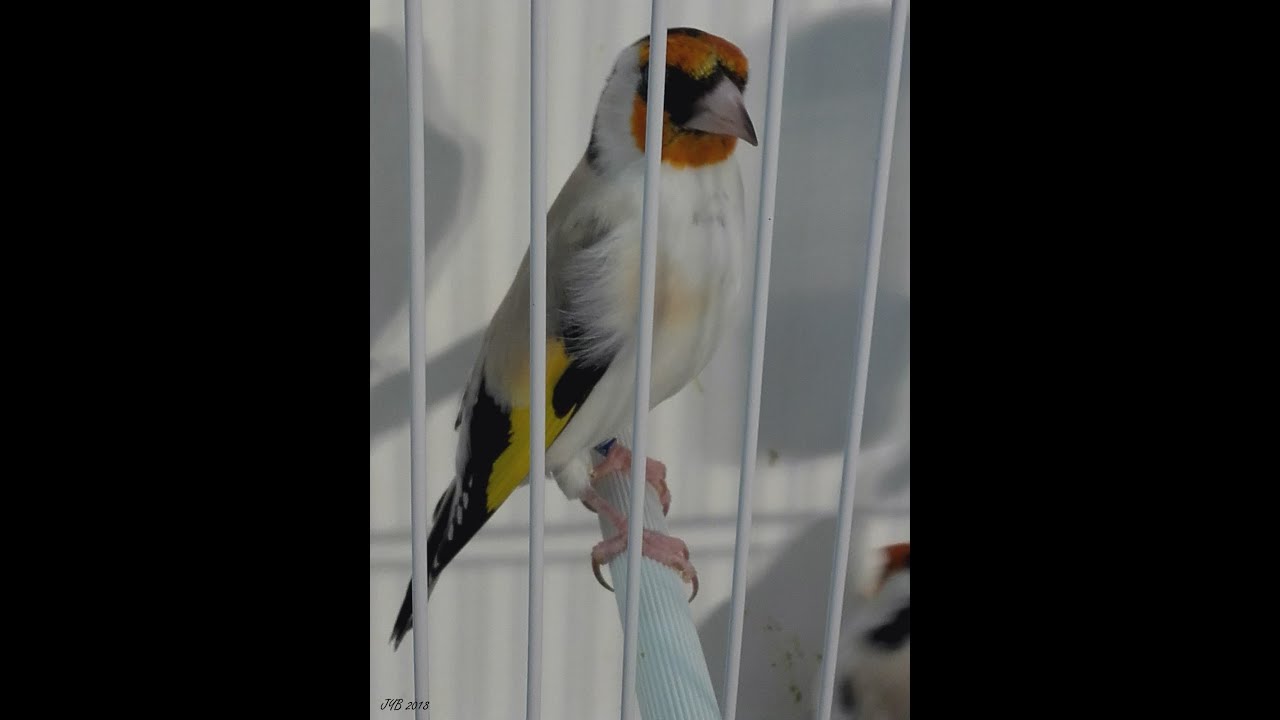 CHARDONNERETS ÉLÉGANTS - MUTATIONS - GOLDFINCHES - REGGIO 2019 - YouTube