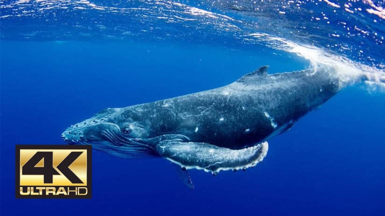4K HDR 60FPS: Sony Whale in Tonga HDR UHD 4K Demo - YouTube
