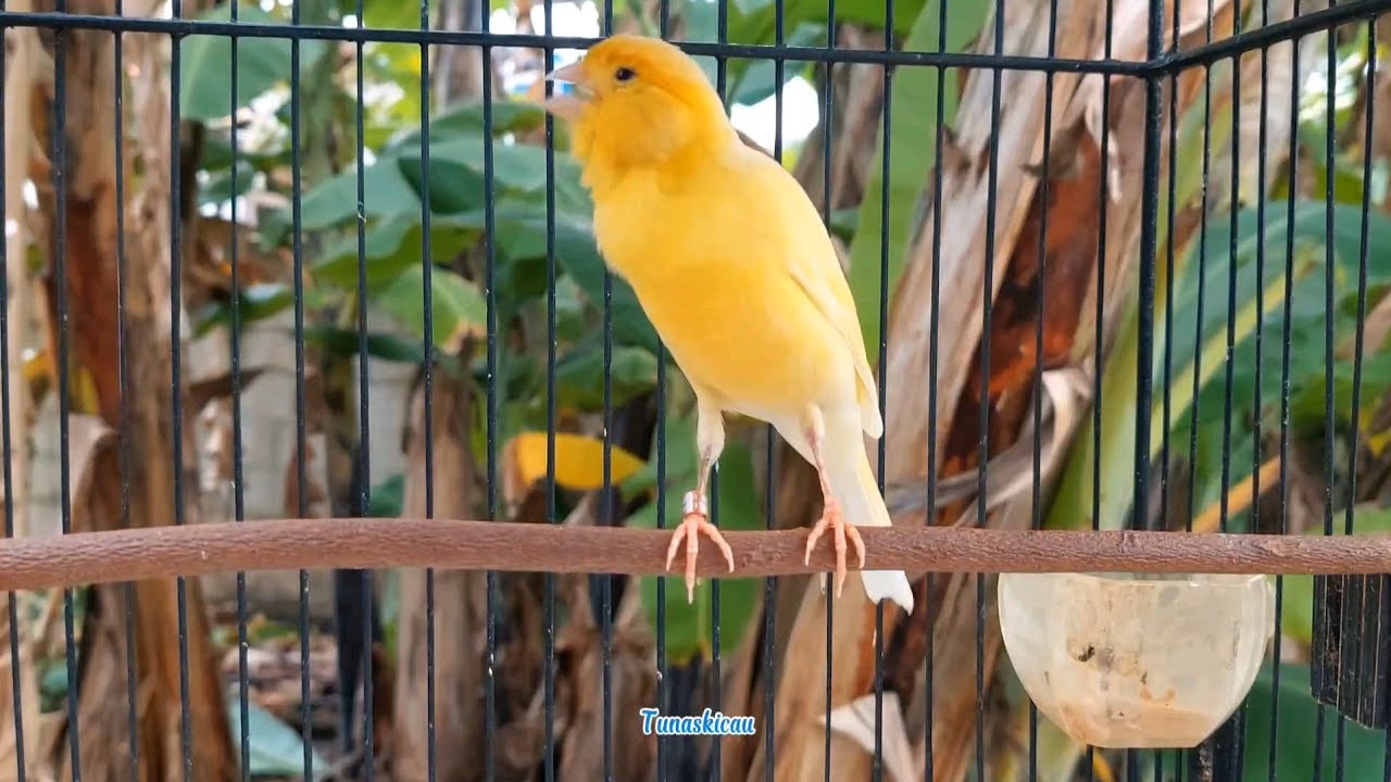 Terapi suara burung kenari || Kenari paud riwik langsung ngeroll - YouTube