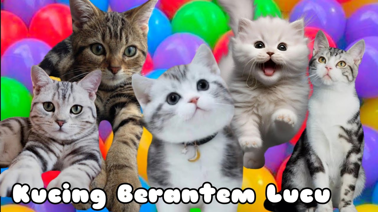 KUCING BERANTEM LUCU 😻 KUCING MEONG MEONG ‼️ LAGU KUCING KU TELU ...