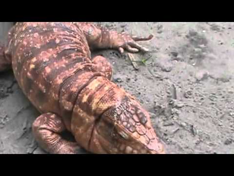 Grok the male Red Tegu - YouTube