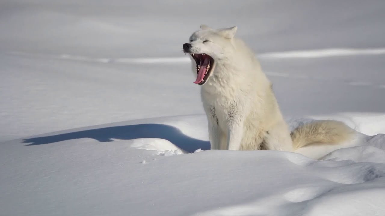 Snowy animals waking up. - YouTube