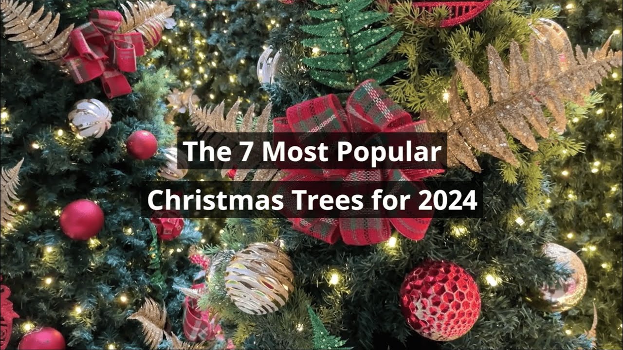 7 Most Popular Christmas Trees 2024: Top Trends - YouTube
