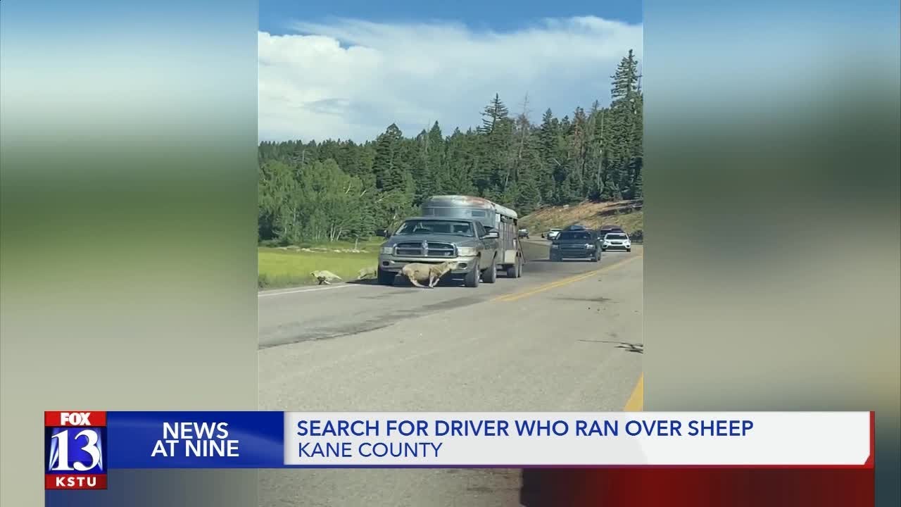 Search for driver who ran over sheep - YouTube