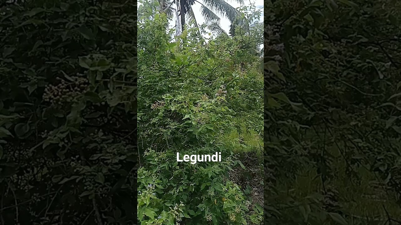 ciri - ciri pohon legundi - YouTube