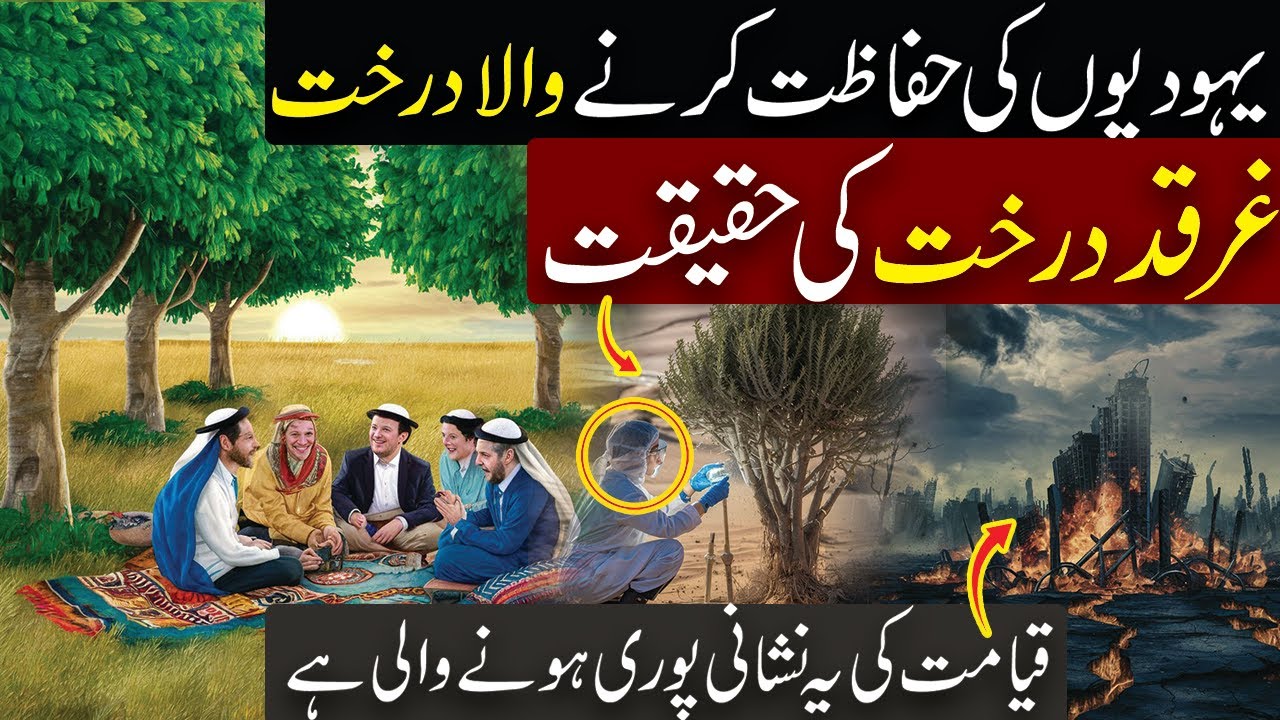 Reality of GHARQAD Tree | The Tree of Jews | Why Israel Planting ...