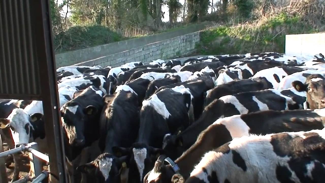 The Udder Way - YouTube