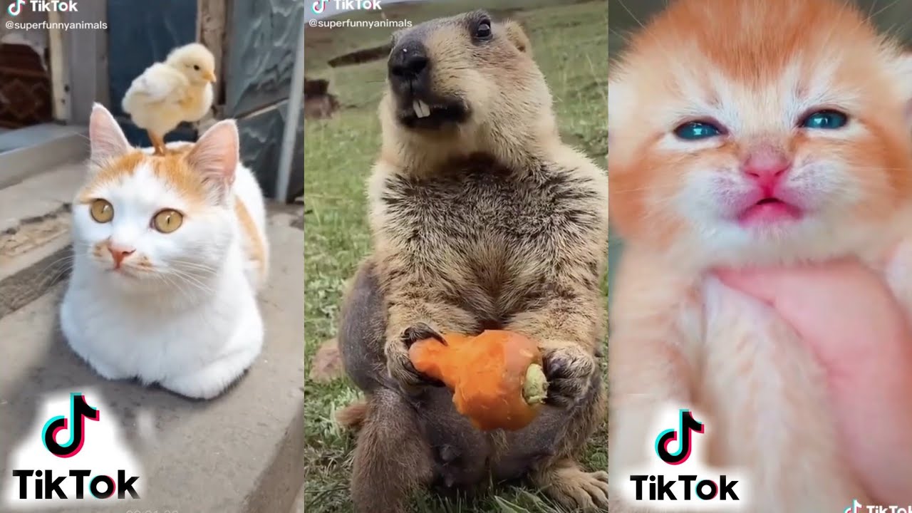 TİK TOK funny animals and CUTE ANİMALS compilation videos 👈😅 ducks,cats ...