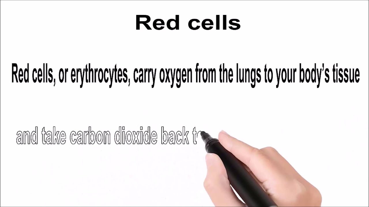 Learn about blood - Click Lesson - YouTube
