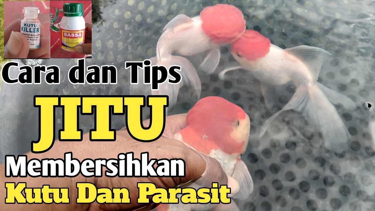 Cara dan Tips Jitu Membersihkan Kutu dan Parasit Ikan Mas Koki - YouTube