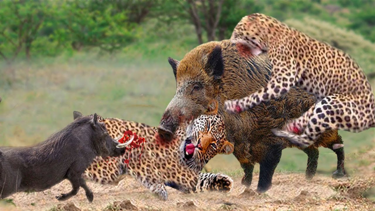 Leopard Plotted to Eat Warthog's Meat But The End Was Reversed ## ...