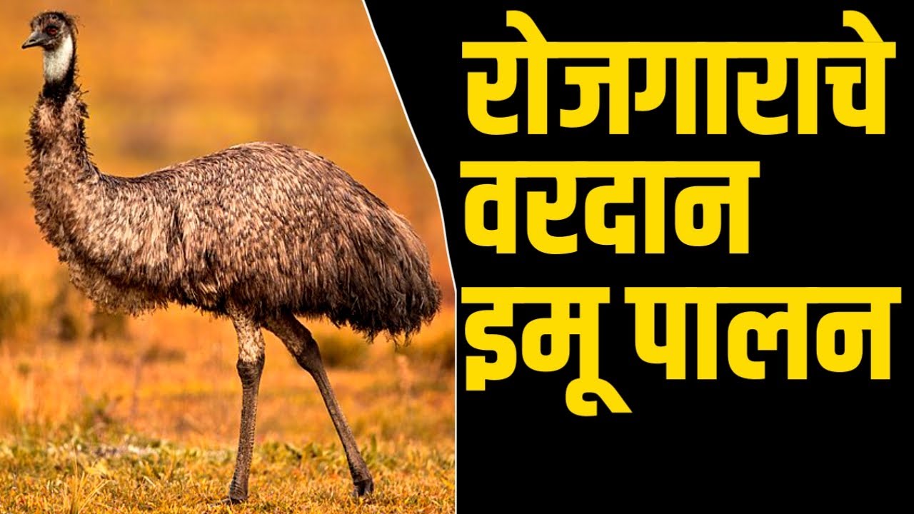 रोजगाराचे वरदान इमू पालन | शेतकऱ्यांनी रोजगार म्हणून इमू पालन करावे ...