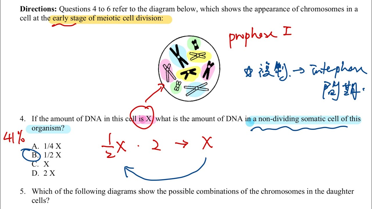 2024 DSE Biology MC Paper 1A Q4 (Meiosis 減數分裂；又考DNA計數！) - YouTube