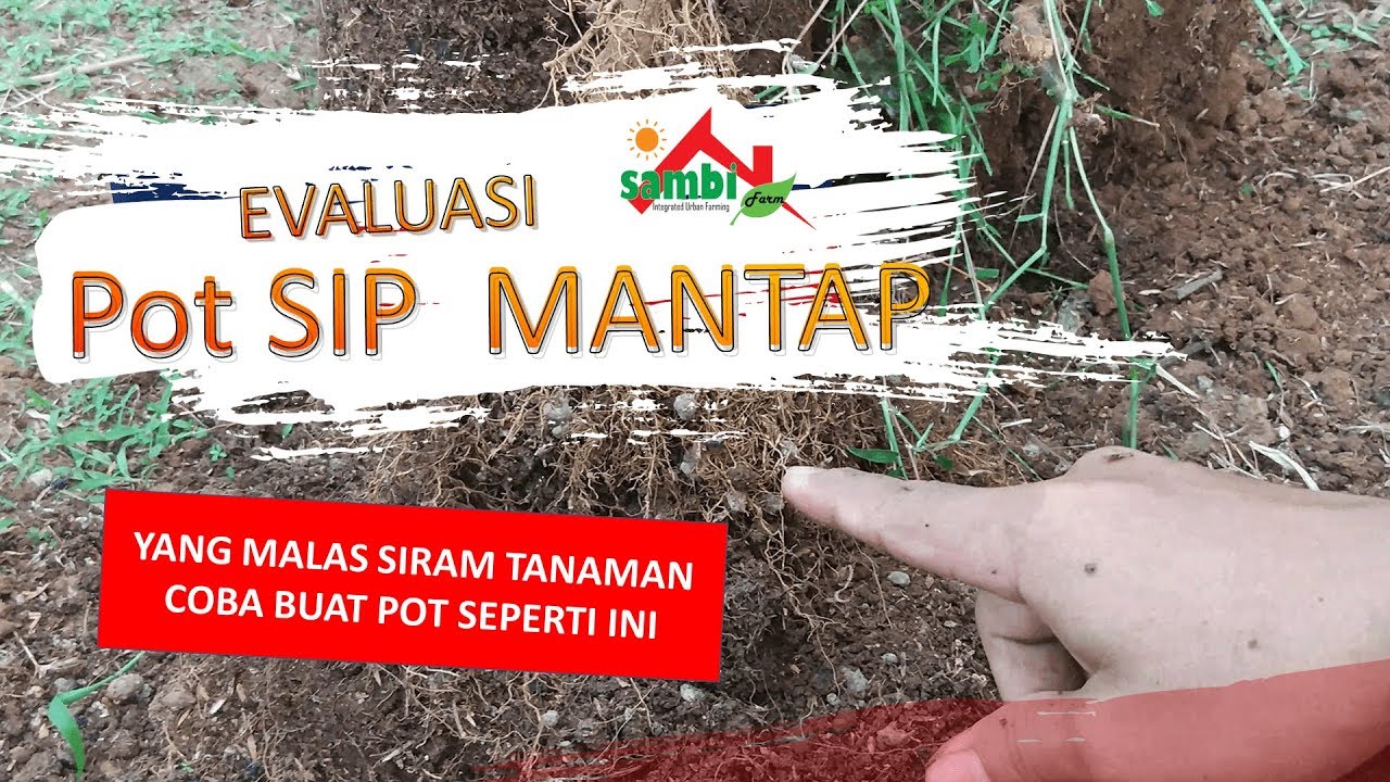 Khusus buat yang malas siram tanaman. Kita evaluasi Pot SIP MANTAP ...