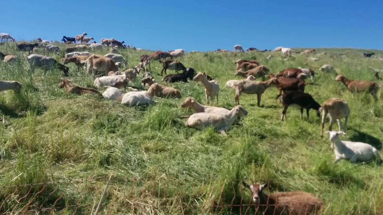 Goats mowing grass at the Sunnyvale landfill - YouTube