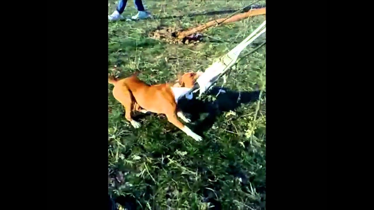 Albanian Pitbull - YouTube