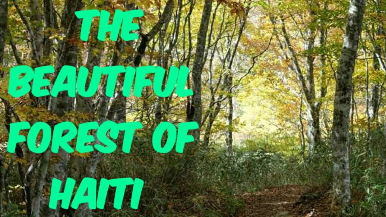 forest of Haiti / mountain/ Jungles - YouTube