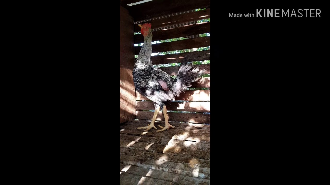 Ayam ninja dom /burik, calon penerus #shorts - YouTube