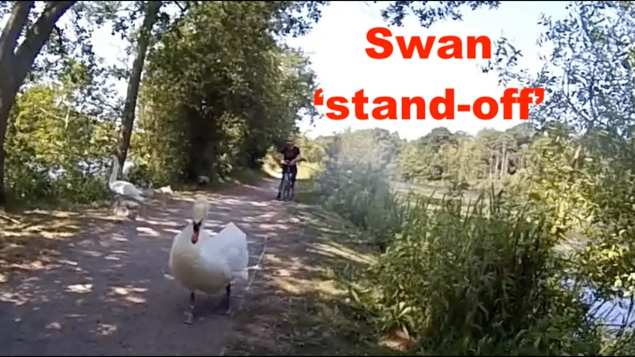Swan "stand-off" - YouTube