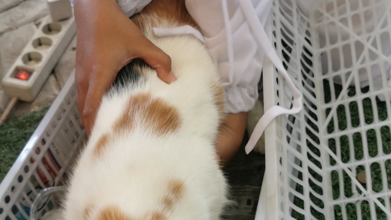 unboxing Kucing Baru...GEMOYYYY ,Cuantikkk dan Gemesssiinnn bangeeettt🤩 ...