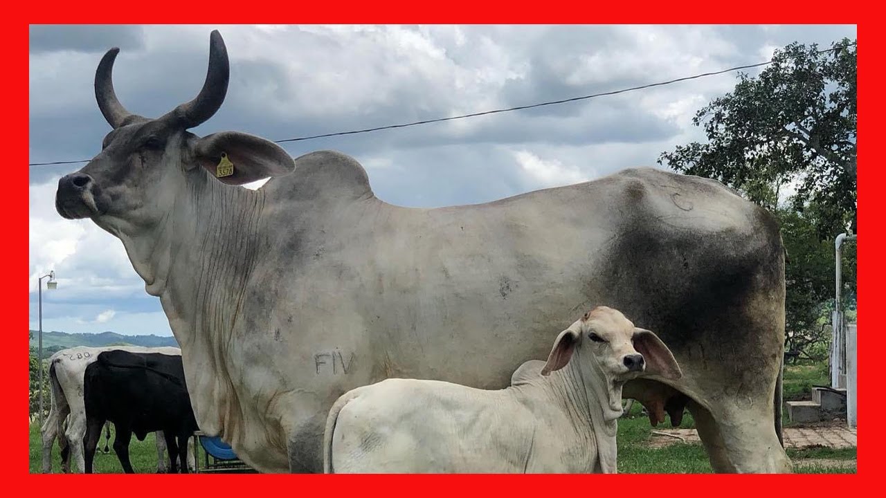 Rancho Terranova Guzerat, Nelore, Gyr Lechero - YouTube