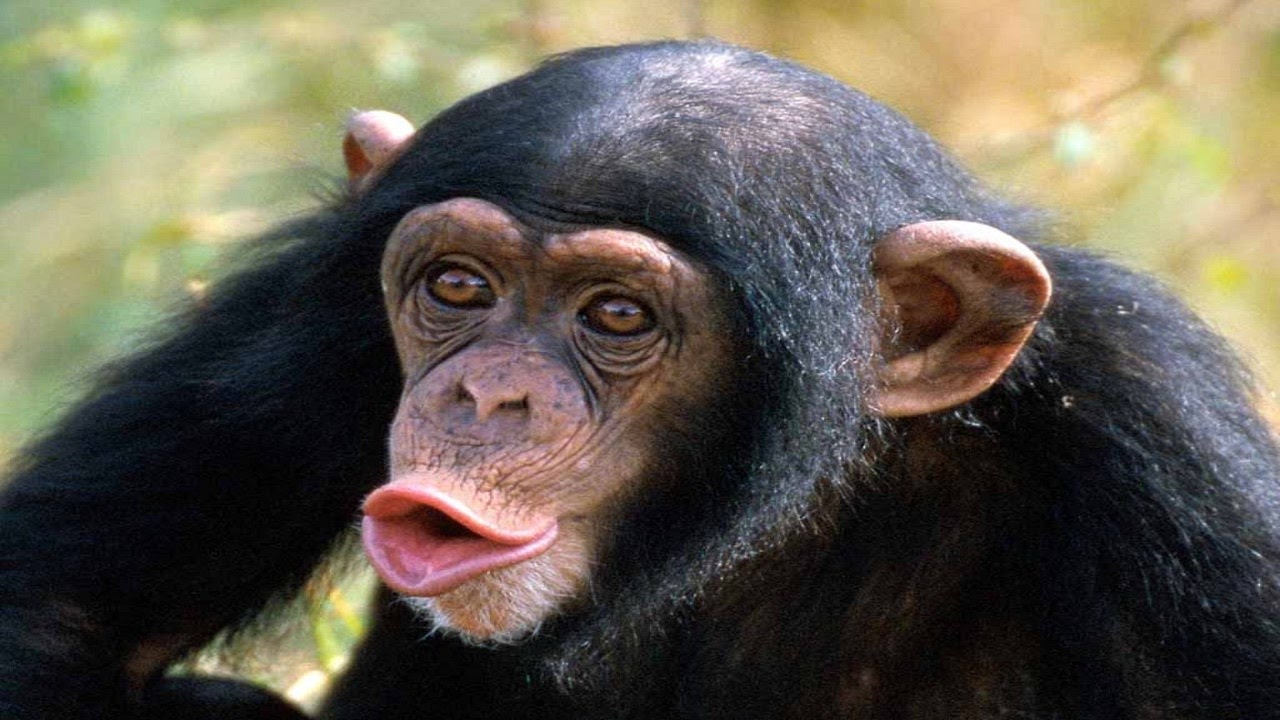 Worst Animals Top Ten In The World Top 10 SR YouTube worst-animals-top-ten-in-the-world-top-10-sr-youtube