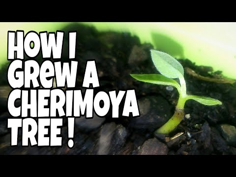 How To Plant Cherimoya From Seeds