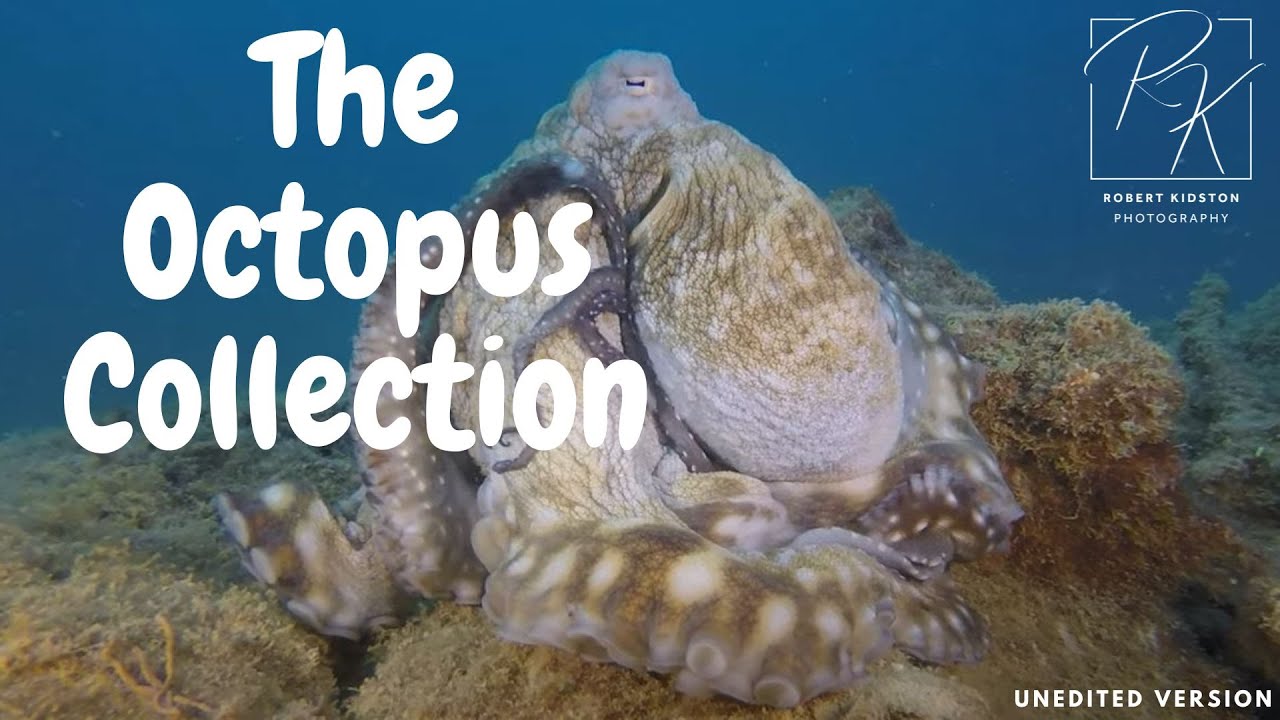 The Octopus Collection - YouTube