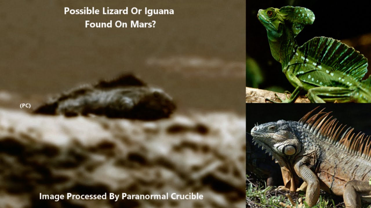 Large Lizard Or Iguana Found On Mars? - YouTube