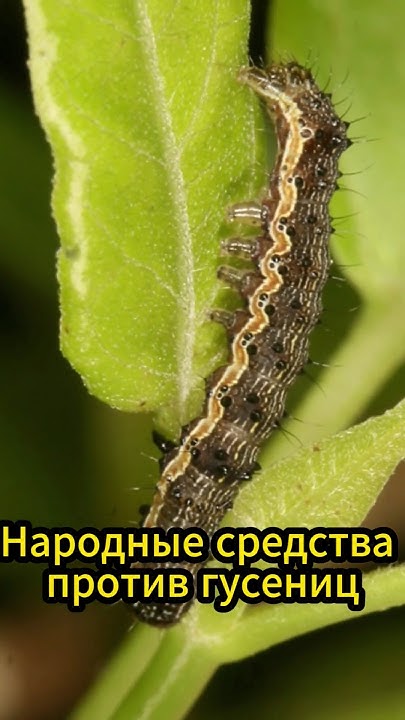 Народные средства от гусениц - YouTube