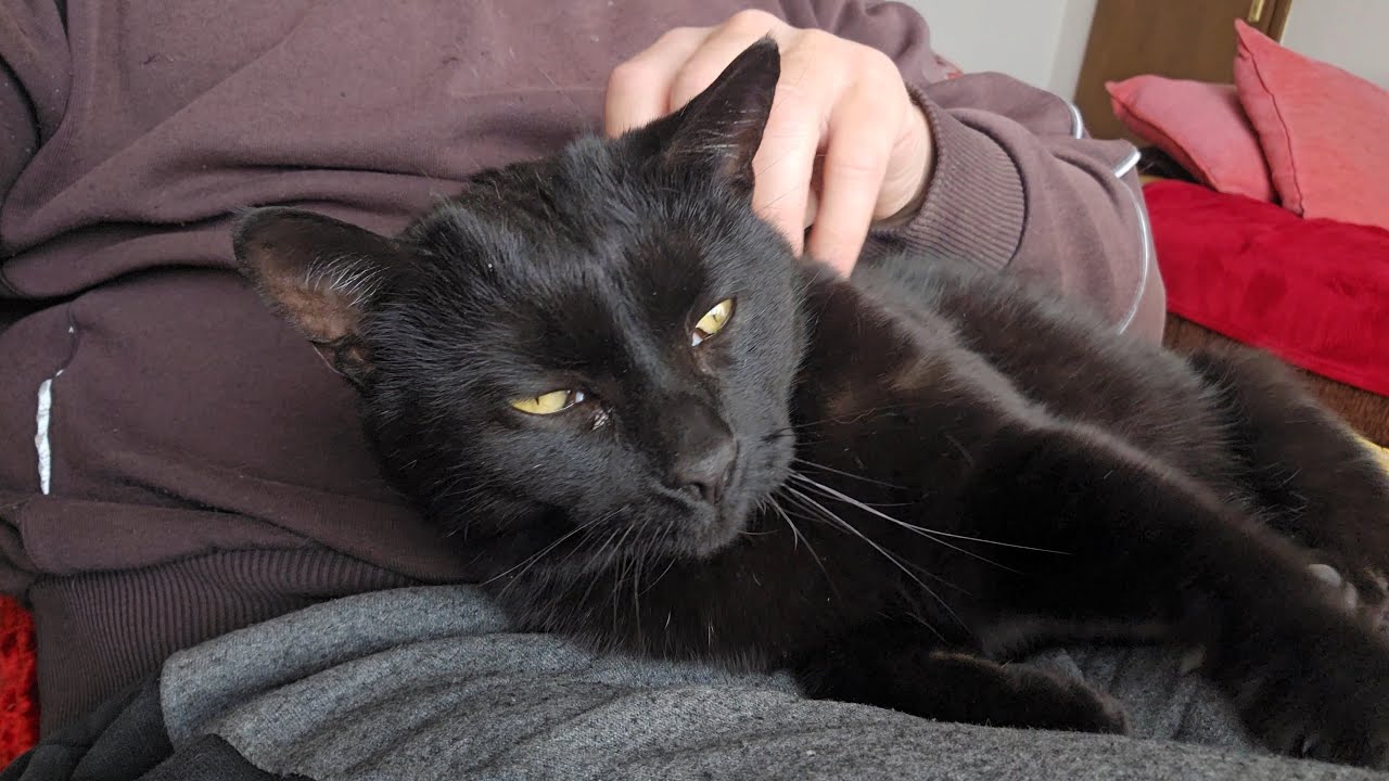 ASMR: Feline Relaxation Therapy - YouTube