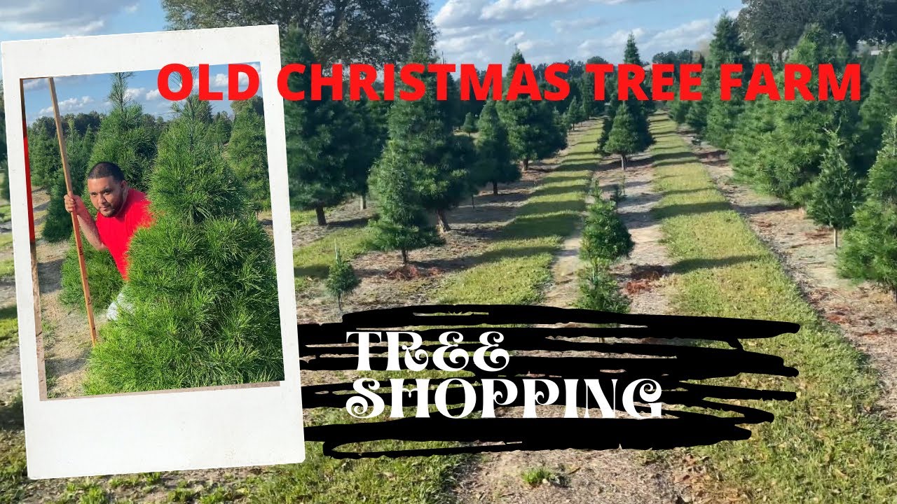 Vlogmas Day 1 First Time Cutting Down Our Christmas Tree Youtube